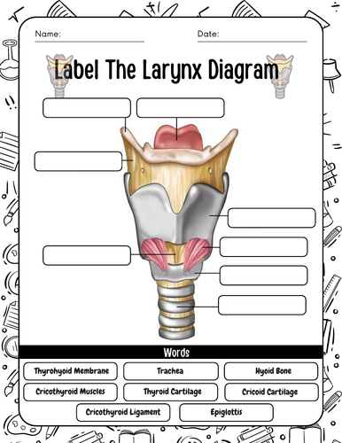 Label The parts of Larynx Diagram: September Labeling Worksheet with ...