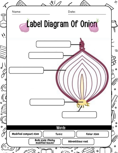 Anatomy of an Onion: Labeling Worksheet, Coloring Pages, and Word ...