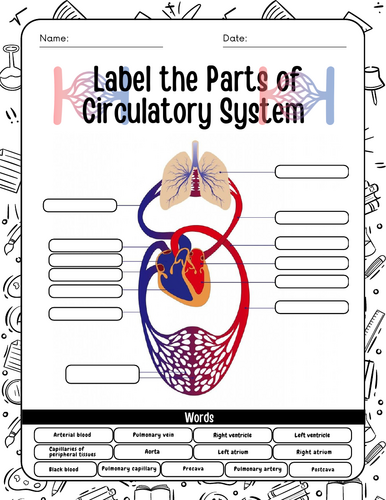 Label the Parts of Circulatory System: Human System Labeling Worksheet ...