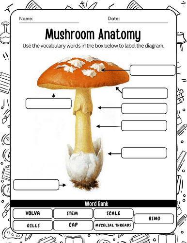 Fungal Anatomy Worksheet: Mushroom Labeling Activities for Biology ...