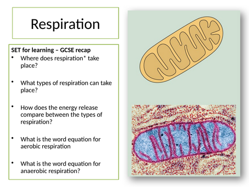 A-level Respiration (AQA spec) | Teaching Resources