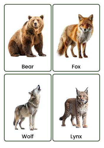 Forest Animals Flashcards | Real Photo Vocabulary Cards | Printable ...