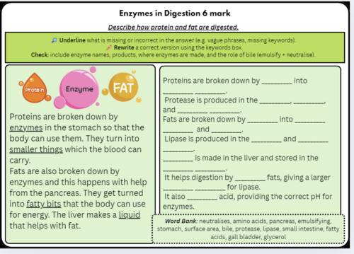 Enzymes in Digestion – 6 Mark Exam Question Scaffolded/Differentiated ...