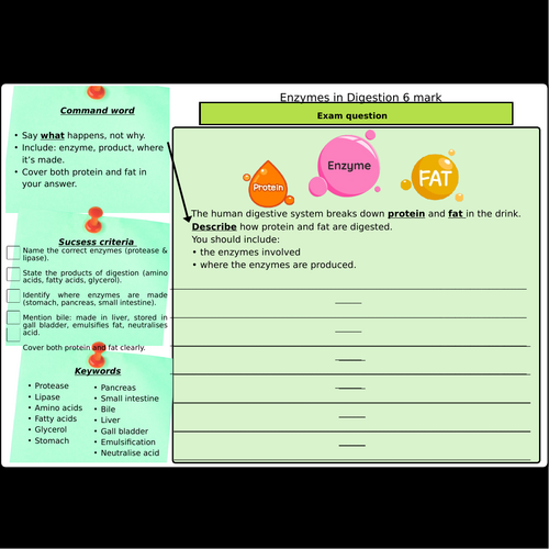 Enzymes in Digestion – 6 Mark Exam Question Scaffolded/Differentiated ...