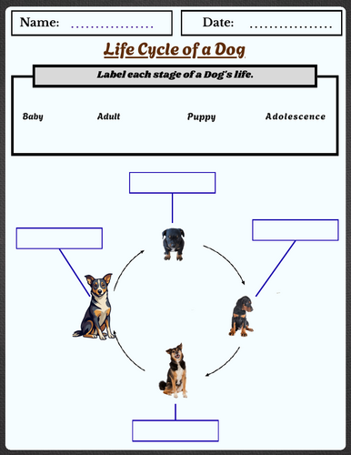 Life Cycle of a Dog Worksheet | Animal Life Cycle Science Activity ...