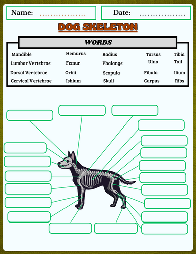 "Dog Skeleton | Labeling Diagram, Coloring, Word Search & Activities ...