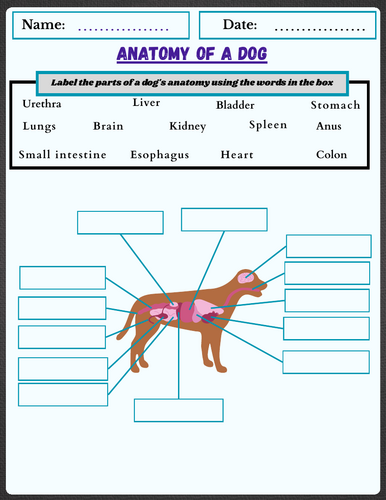 "Anatomy of a Dog | Labeling Diagram, Coloring, Word Search ...