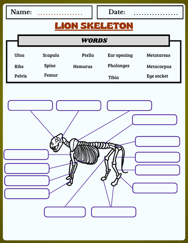 Lion Skeleton Worksheets – Labeling, Coloring, Word Search & Animal ...