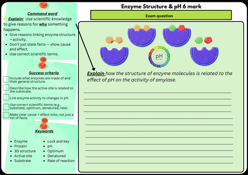 Enzyme Structure & pH – 6 Mark Exam Question | Scaffolded ...