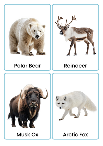 Polar Animals Flashcards – 20 Realistic Picture Cards Educational ...