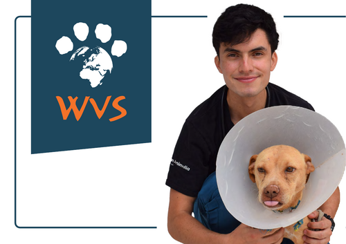 EYFS People Who Help Us: Amazing Vets, Healthy Pets | Teaching Resources