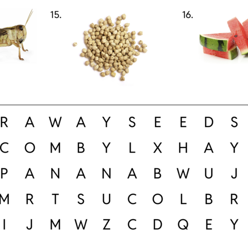 The Golden Age of Baghdad - Food Worksheets | Teaching Resources