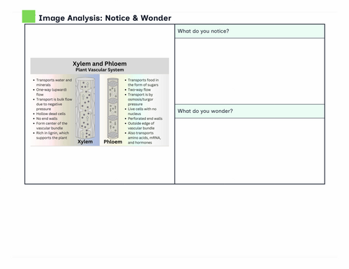 Plant Transport GCSE Biology phloem or xylem histogenesis / exam ...