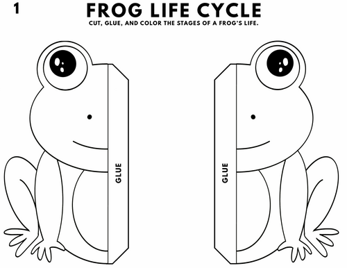 Frog Life Cycle Craft Activity | Amphibian Foldout Science Center ...