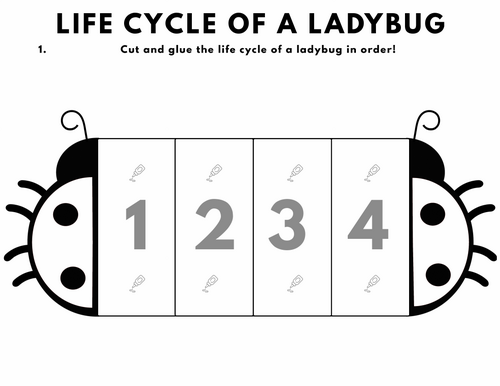 Ladybug Life Cycle Craft Activity | Insect Foldout Science Center ...