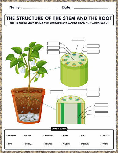 The Structure of the Stem and the Root| Labeling, Coloring, Word Search ...