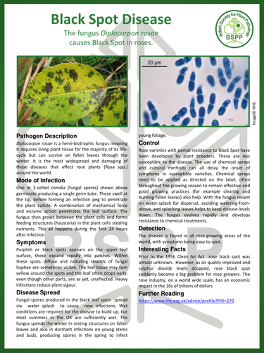 KS4 Triple Biology Unit 3 – Complete PowerPoint lesson on Viruses and ...