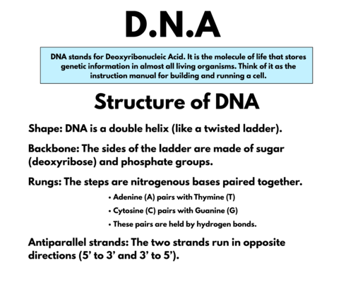 Structure of DNA poster ks3 - Nucleotides, Base Pairs, DNA Studies ...