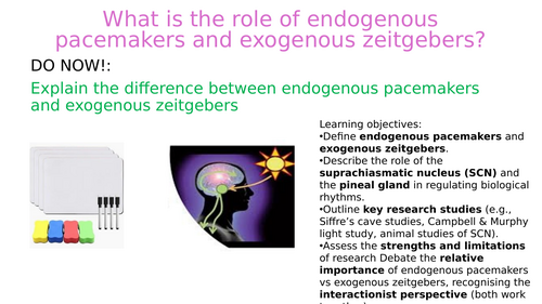 Endogenous pacemakers and exogenous zeitgebers - biological rhythms ...