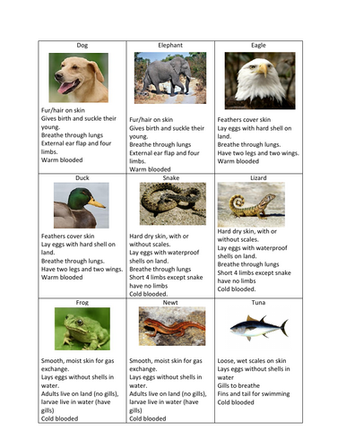 Classification of animals Activity | Teaching Resources