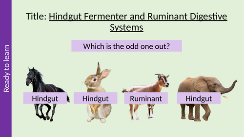 Hindgut Fermenter and Ruminant Digestive Systems T Level Animal Care ...