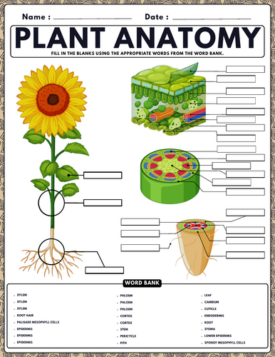 Plant Anatomy Worksheets | Labeling, Coloring, Word Search & 10 Fun ...