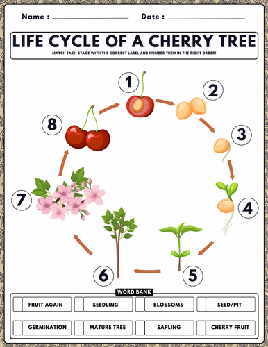 Life Cycle of a Cherry Tree – Labeling | Word Search & Coloring ...