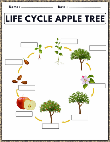 Life Cycle of an Apple Tree | Labeling | Word Search | Coloring | Fun ...