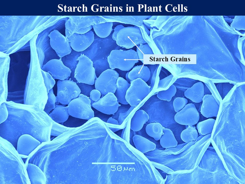 BioA_3.1.2 The Nature of Carbohydrates - 2 Polysaccharides & Food Tests ...