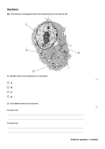 Eukaryotic Cells (Animal)- AAQ Applied Science | Teaching Resources