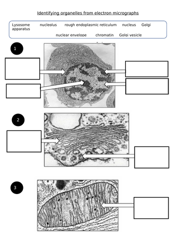 Lesson 2 Electron micrographs of organelles and centrifugation AAQ ...