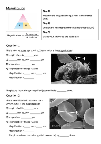 Light and electron microscope and calculations of actual cell size AAQ ...