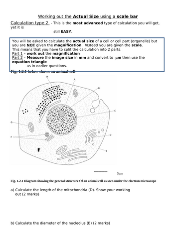 Light and electron microscope and calculations of actual cell size AAQ ...