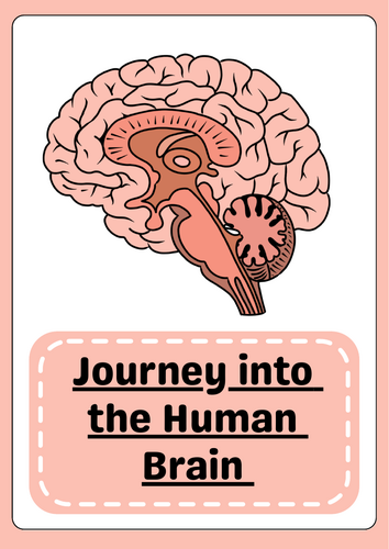 Understanding the Human Brain – Reading Passages with Questions, MCQs ...