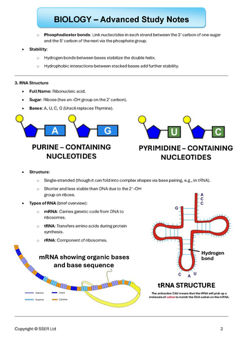 BIOA_AQA Topic Notes: 3.1.5.1 Structure of DNA and RNA | Teaching Resources