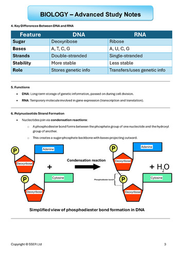 BIOA_AQA Topic Notes: 3.1.5.1 Structure of DNA and RNA | Teaching Resources