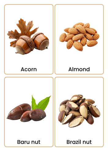 Nuts and Seeds Flashcards – 32 Realistic Picture Cards for Educational ...