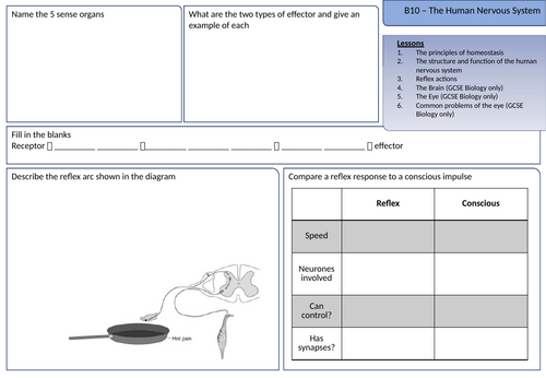 GCSE Biology Nervous system revision organiser plus answers. Includes ...
