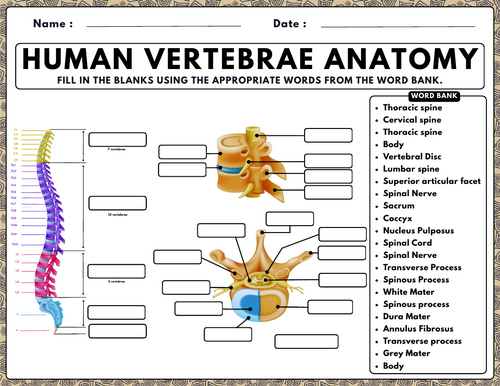 Human Vertebrae Anatomy | Human Body | Labeling, Coloring, Word Search ...