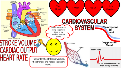GCSE PE OCR Label of Heart and Pathway of Blood | Teaching Resources