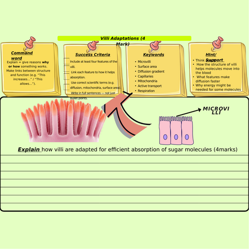 Villi Adaptations – GCSE Biology 4-Mark Explain Question with Scaffold ...