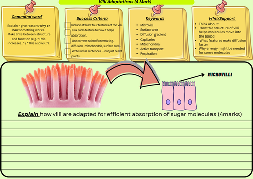 Villi Adaptations – GCSE Biology 4-Mark Explain Question with Scaffold ...