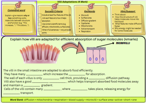 Villi Adaptations – GCSE Biology 4-Mark Explain Question with Scaffold ...