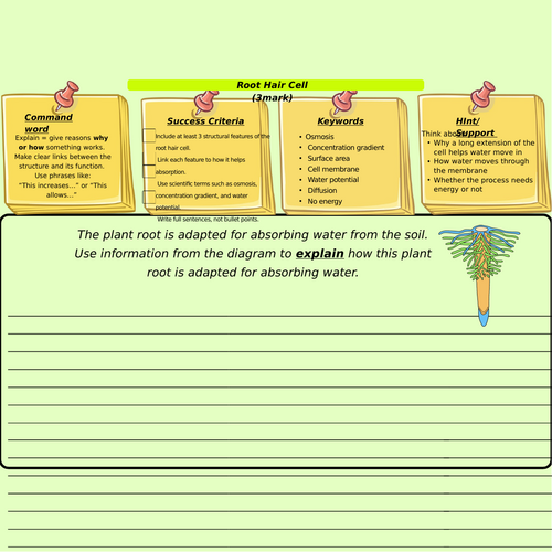 Root Hair Cell Adaptations – GCSE Biology 3 Mark Explain Question with ...