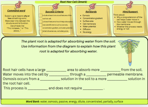 Root Hair Cell Adaptations – GCSE Biology 3 Mark Explain Question with ...