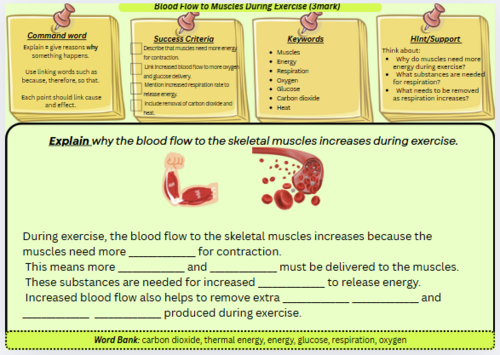 Blood Flow to Muscles – GCSE Biology Explain Question (3 Marks ...