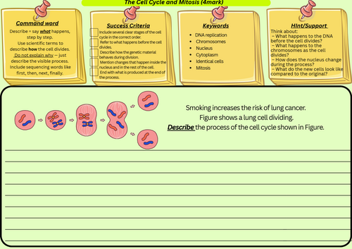 The Cell Cycle and Mitosis – GCSE Biology 4 Mark Describe Question ...