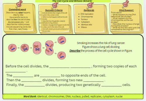 The Cell Cycle and Mitosis – GCSE Biology 4 Mark Describe Question ...