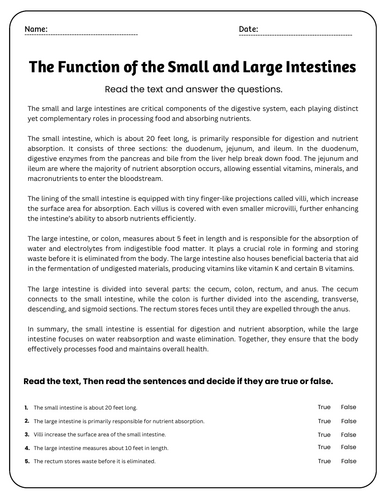 The Function of the Small and Large Intestines Reading Comprehension ...