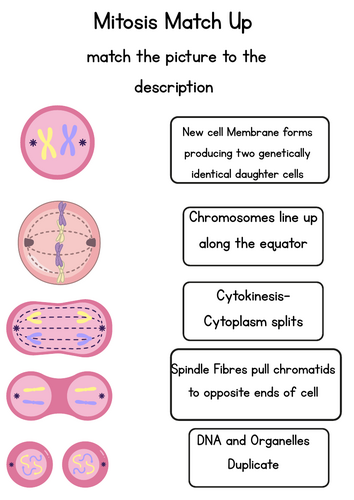 Mitosis Stages Match up Activity Worksheet | Teaching Resources